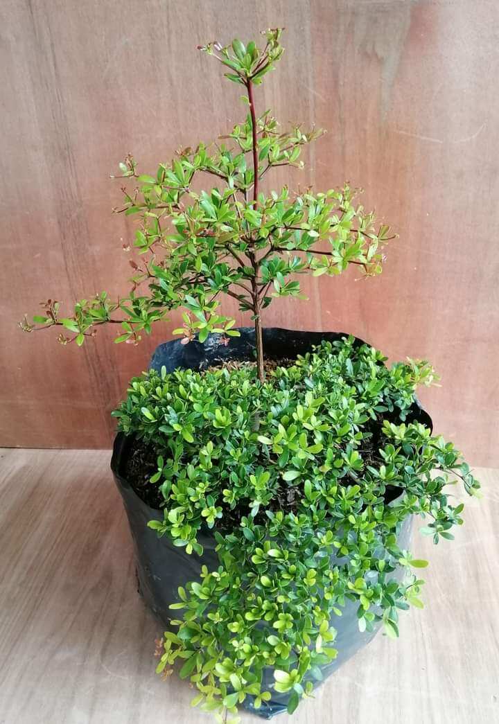 BUSHIDA BUCIDA JAPANESE BONSAI LAYERING FRONT YARD OUTDOOR DESIGN 1ft ...