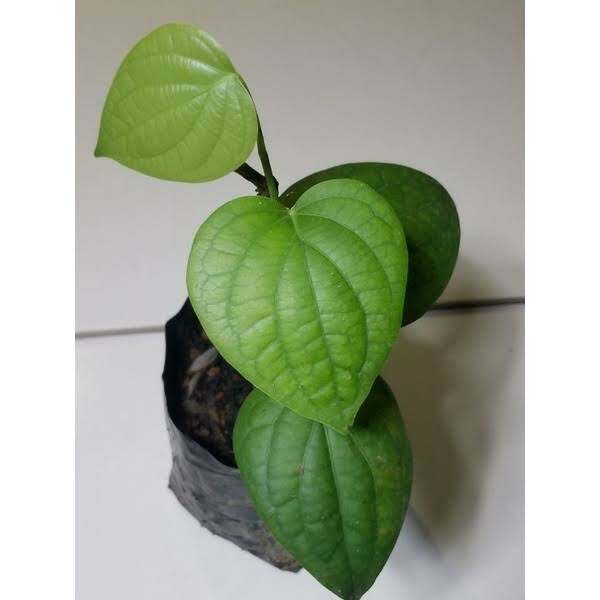 Paminta / Black Pepper (Local) Rooted Plant | Lazada PH