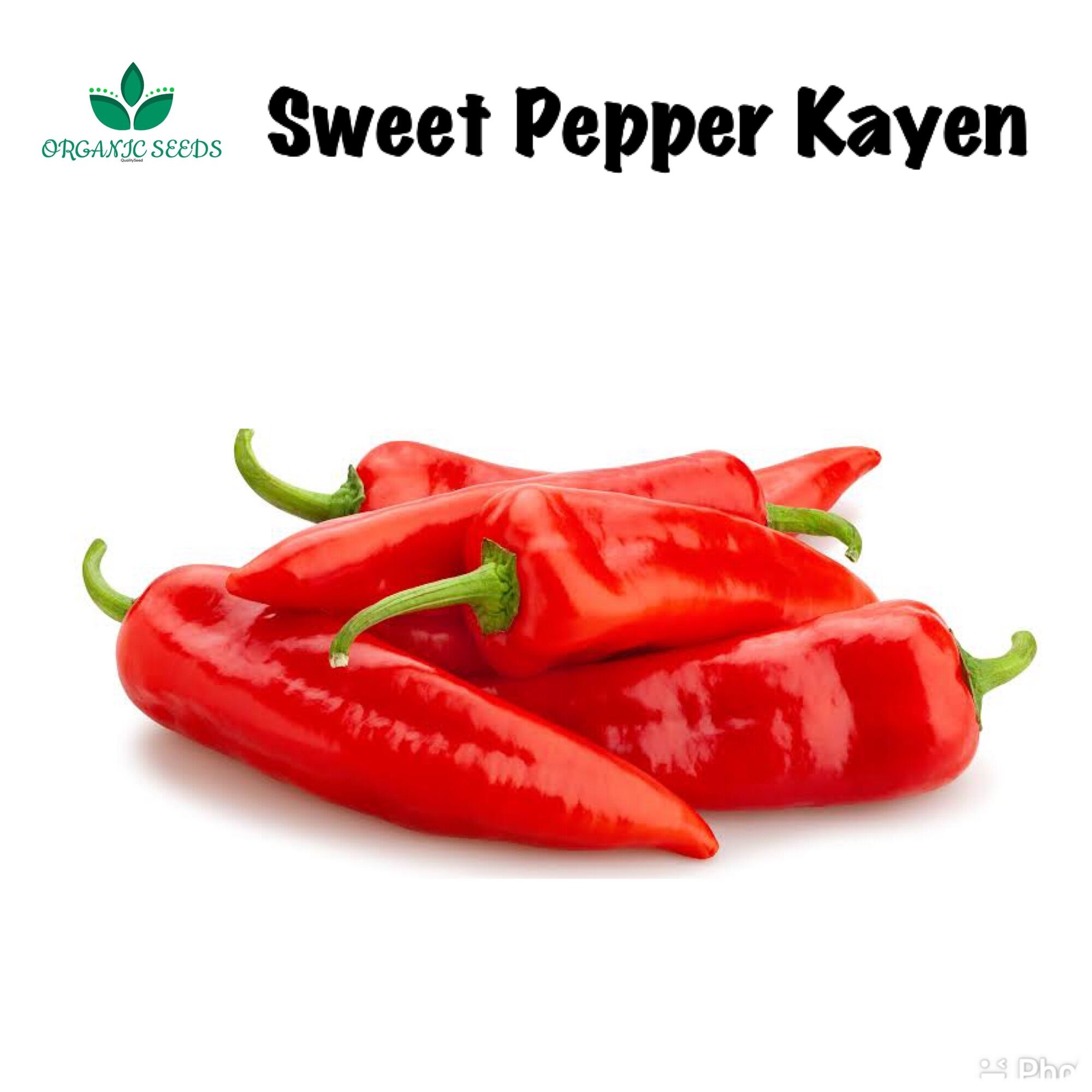 Sweet Pepper Kayen (10pcs seeds) | Lazada PH