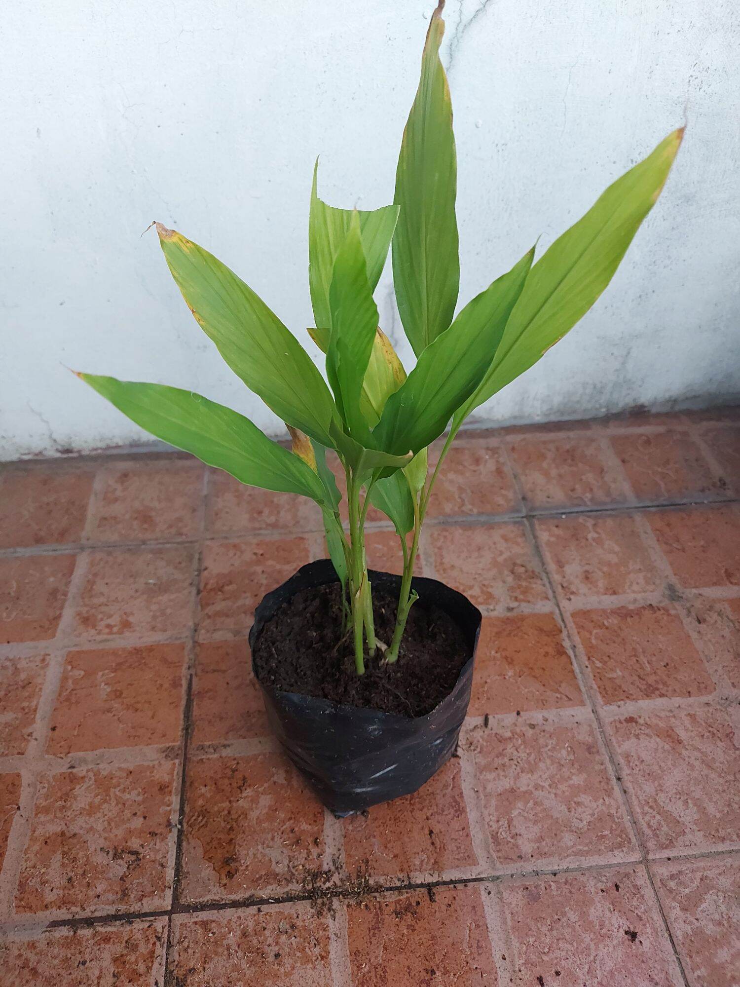 Turmeric/Luyang Dilaw live plant | Lazada PH
