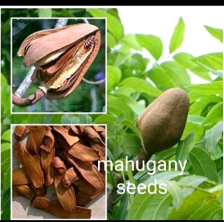 Mahogany Seeds/Seeds for Planting(30 seeds per pack) | Lazada PH