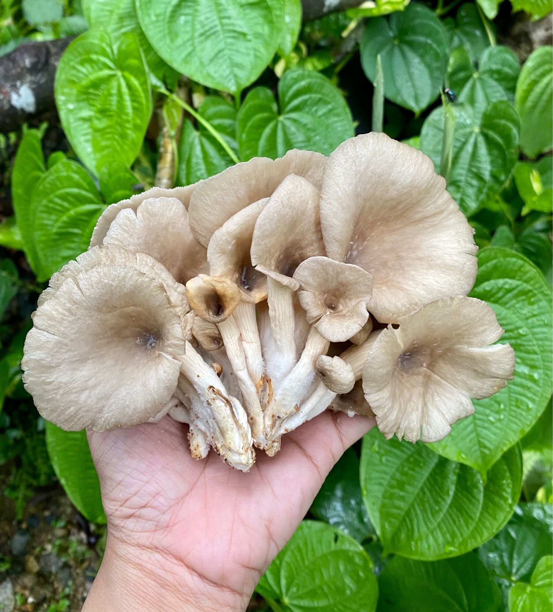 Mushroom Fruiting Bag • Grey Oyster Mushroom • Edible Mushroom ...