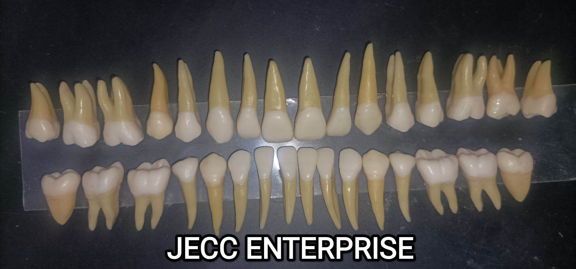 32 FULL MOUTH DENTAL TOOTH MODEL WITH 3RD MOLARS (WISDOM TEETH) WITH ...