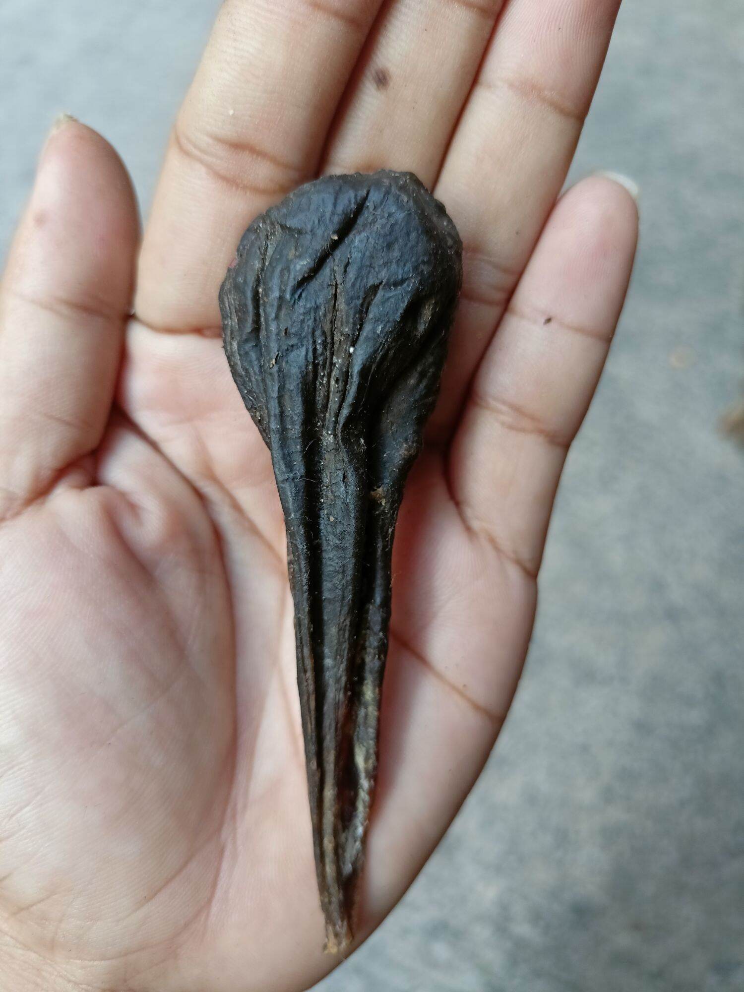 apdo ng ahas/mabisang gamot sa highblood daibetes at atritis. | Lazada PH