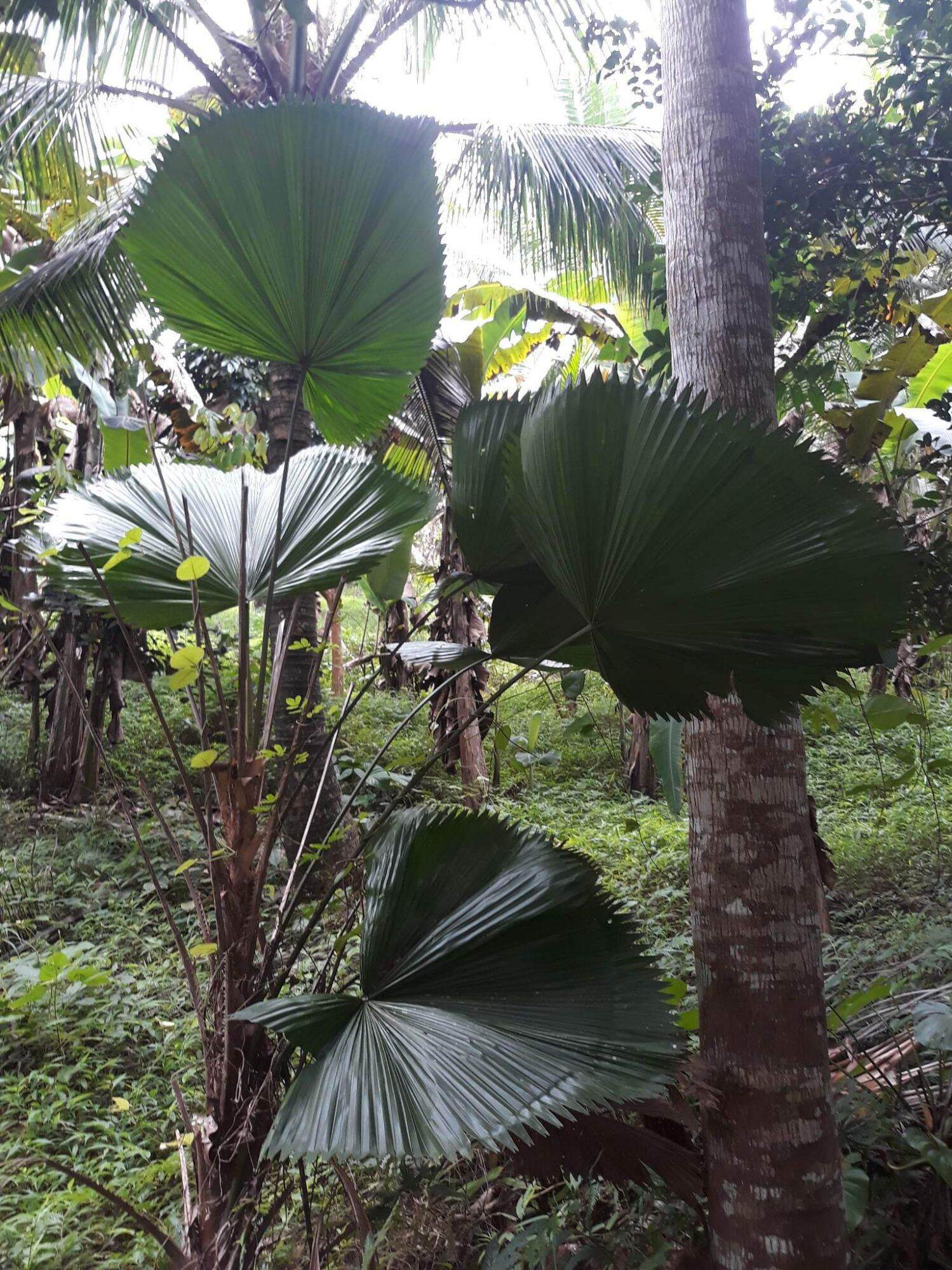 Wild Philippine Anahaw | Lazada PH