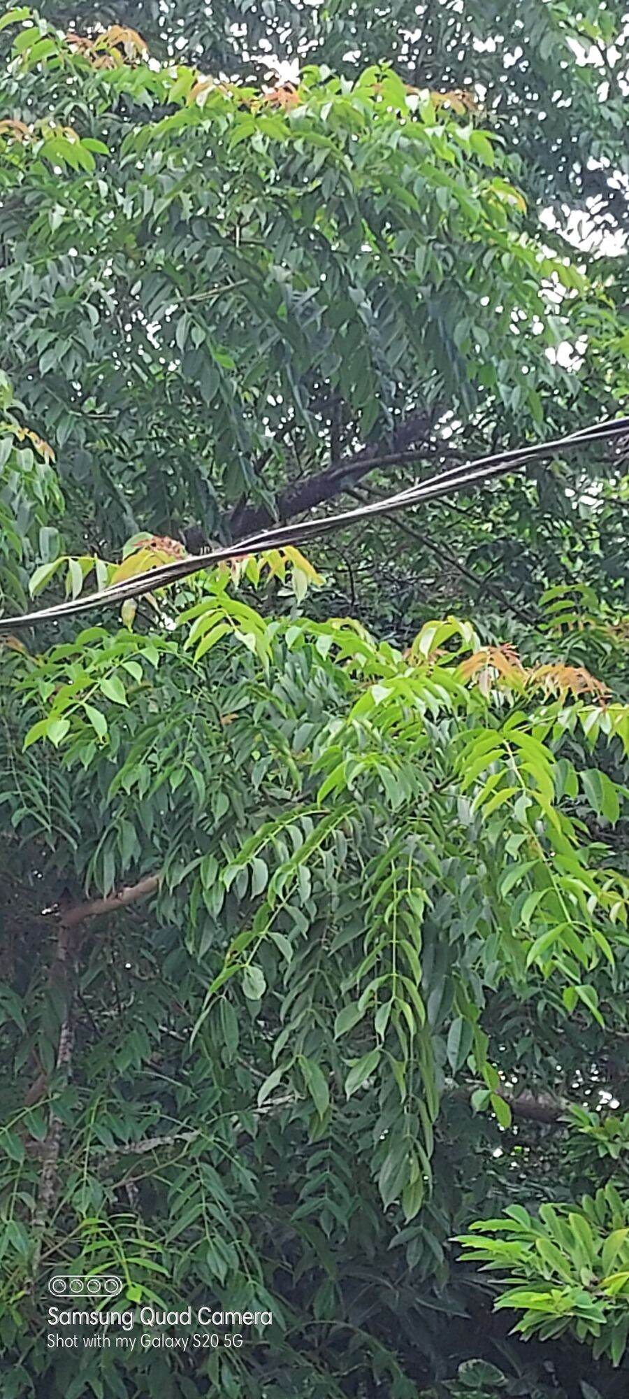 Libas Tree Fresh Cuttings | Lazada PH