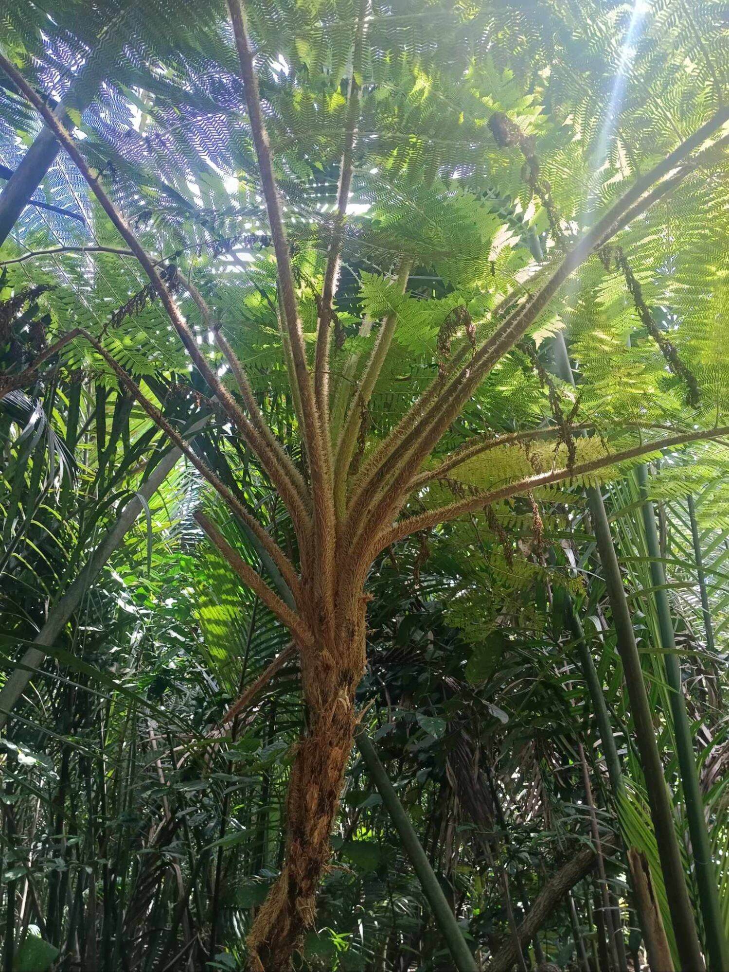 Red Golden Tree Fern/ Subrang Ganda | Lazada PH