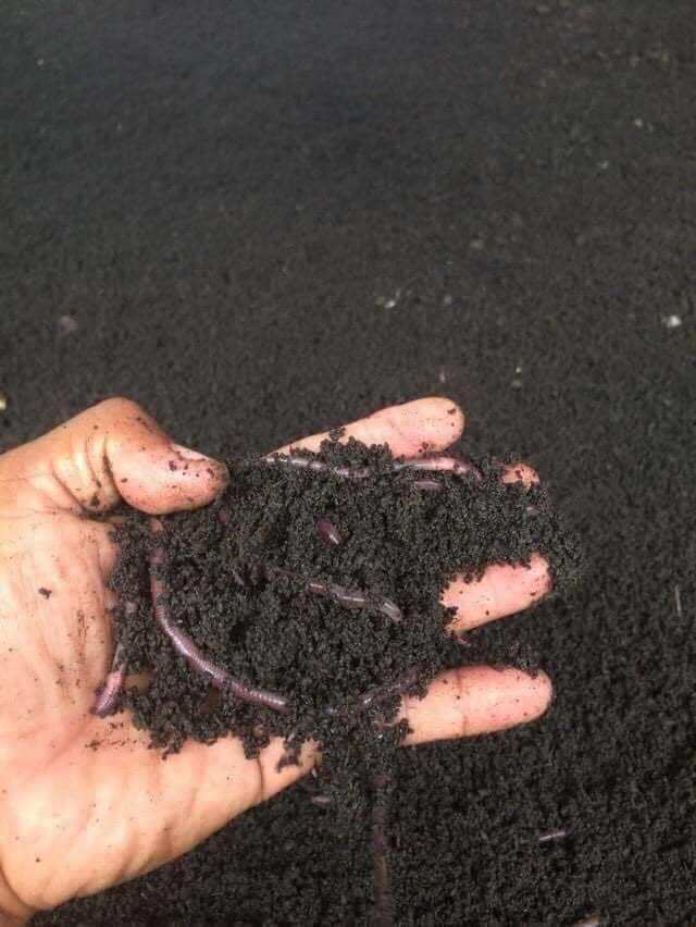 5 kilos Vermicast Magandang Pang Pataba sa Lupa/Good for mex and Other ...