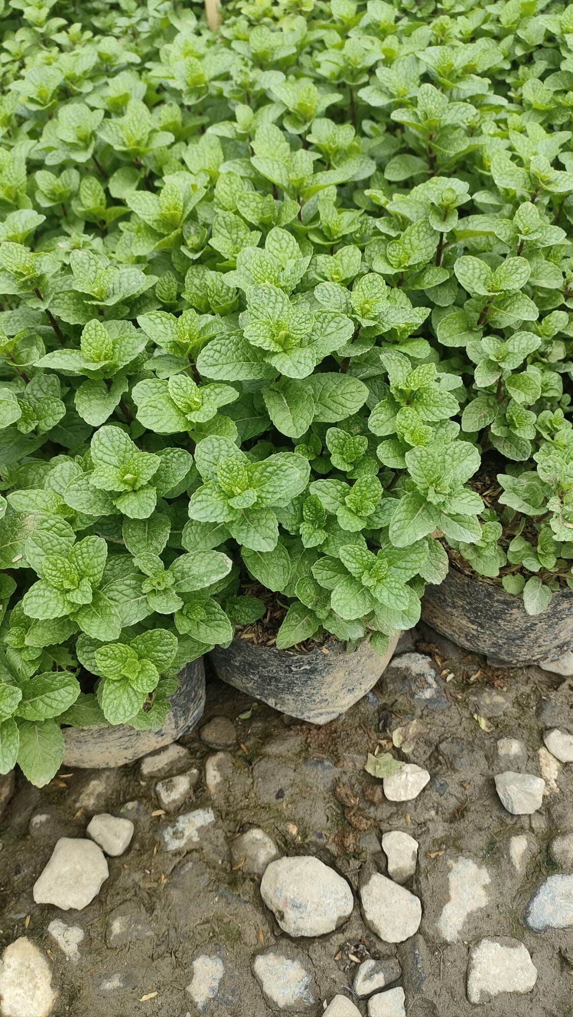peppermint -luzon area only | Lazada PH