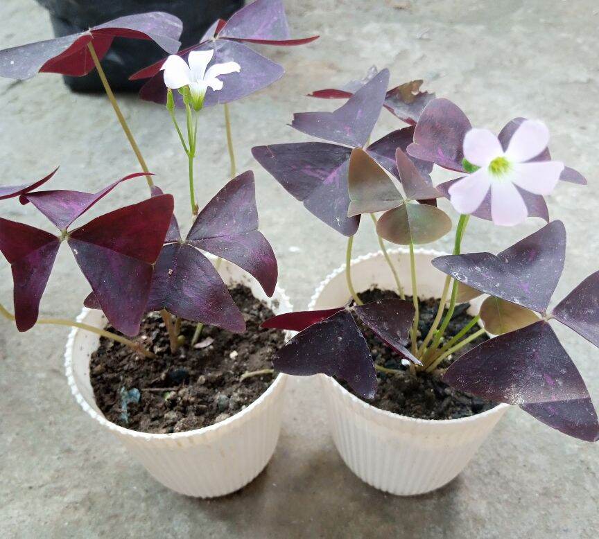 Butterfly Plant Oxalis Triangularis Live plant with Pot | Lazada PH