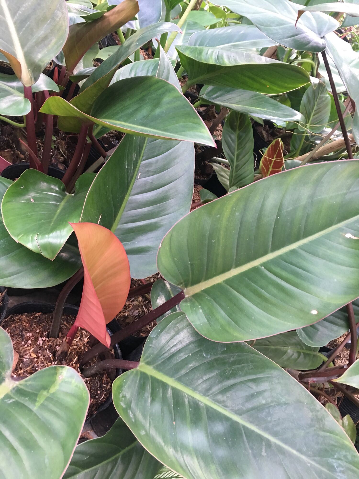 Philodendron red Congo, big, matured , well rooted | Lazada PH