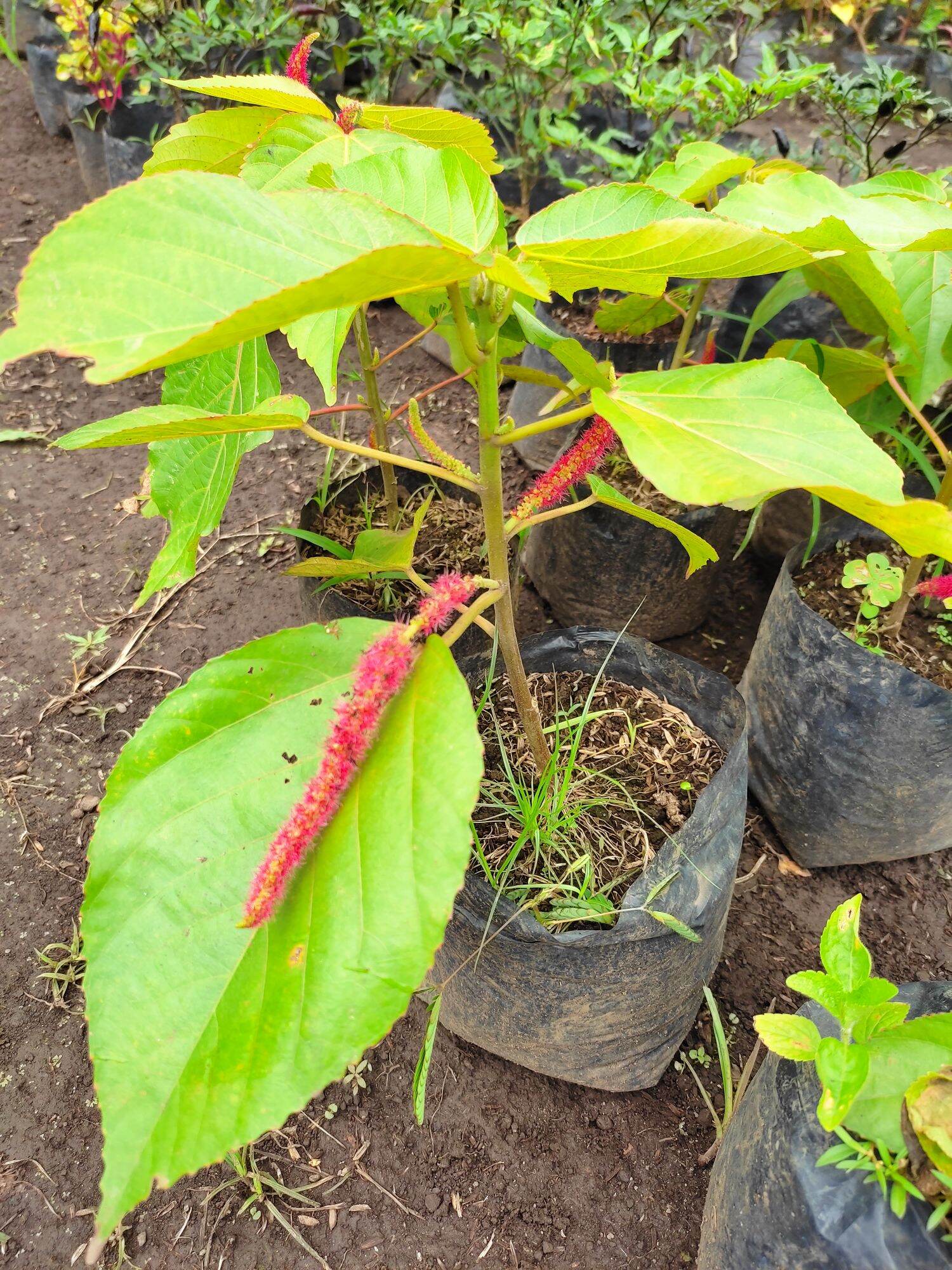 Cat's Tail Plant 'Buntot Pusa' (Live) | Lazada PH