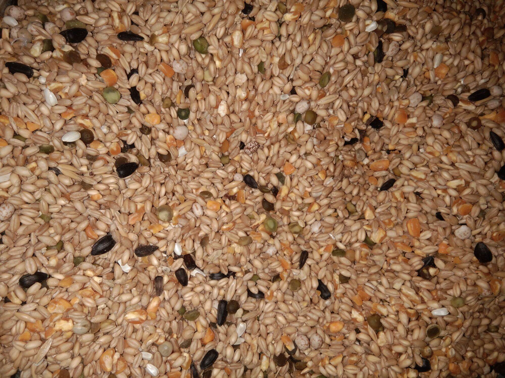 Special hagibis food 1kg | Lazada PH