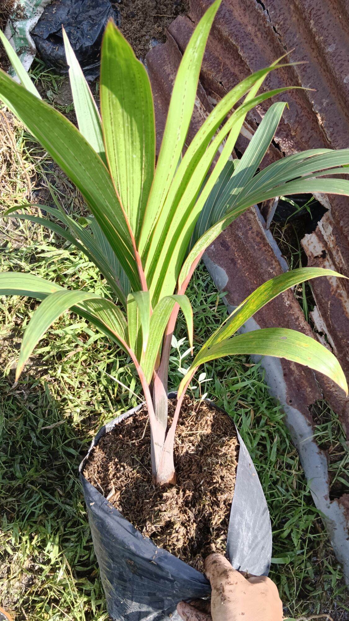 Champagne Palm Tree Bottle Tree BUY 2 PLUS 1 FREE!!! | Lazada PH