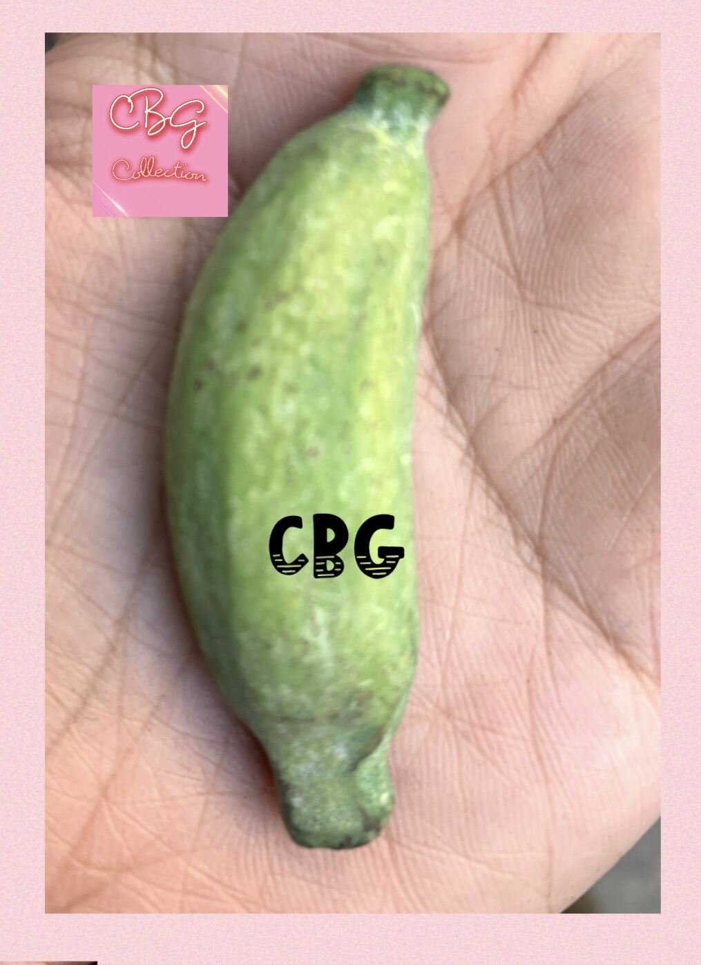 Mutya ng Saging pampaswerte | Lazada PH