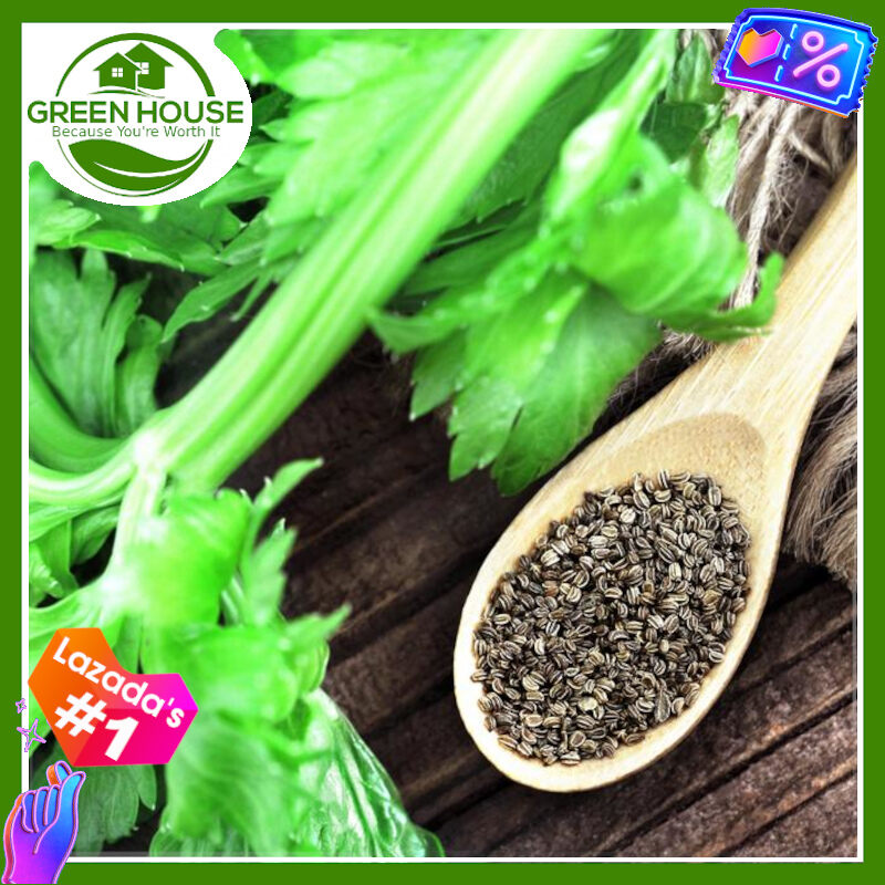 Green House® - Kinchay Catmon Chinese Celery Seeds (150 Seed) for ...