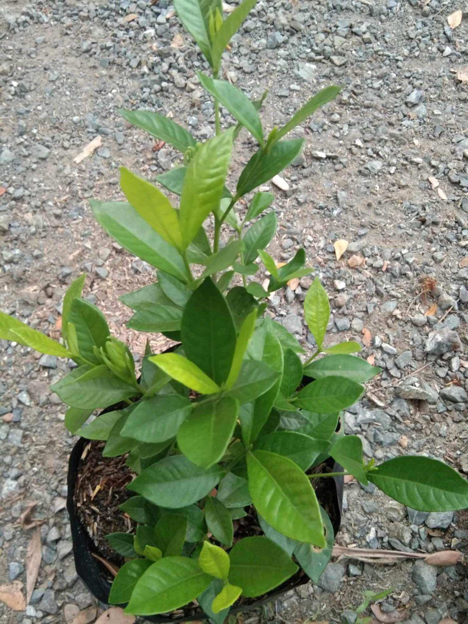 Dwarf rosal plant | Lazada PH