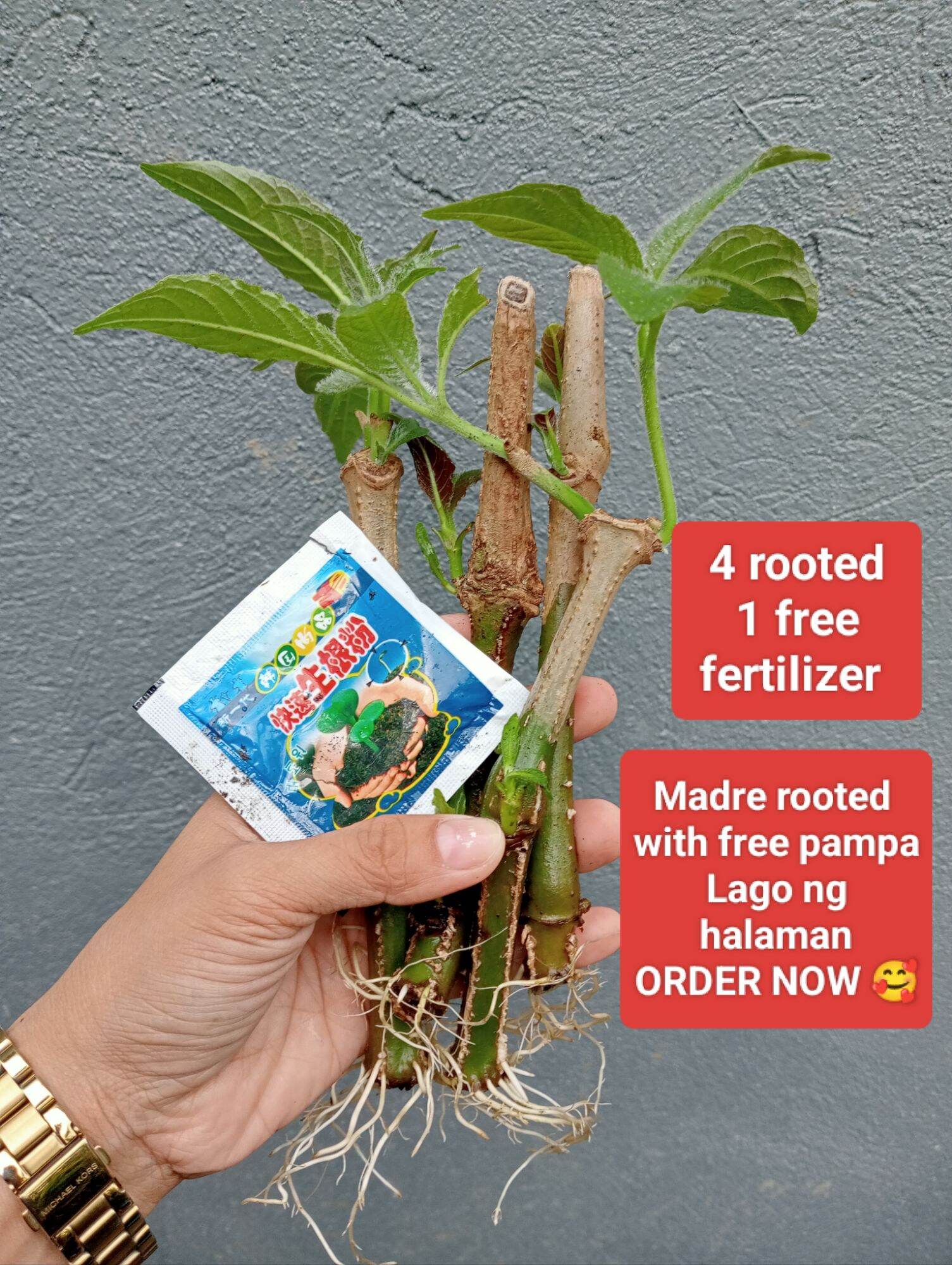 Madre de agua plant rooted and cuttings rooted | Lazada PH