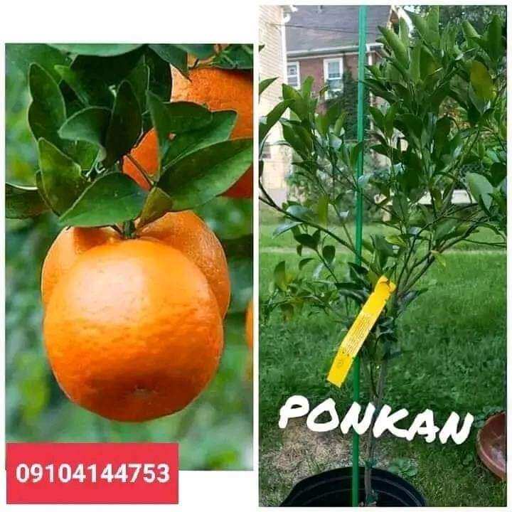 grafted ponkan orange 2-3 yrs nabunga na | Lazada PH