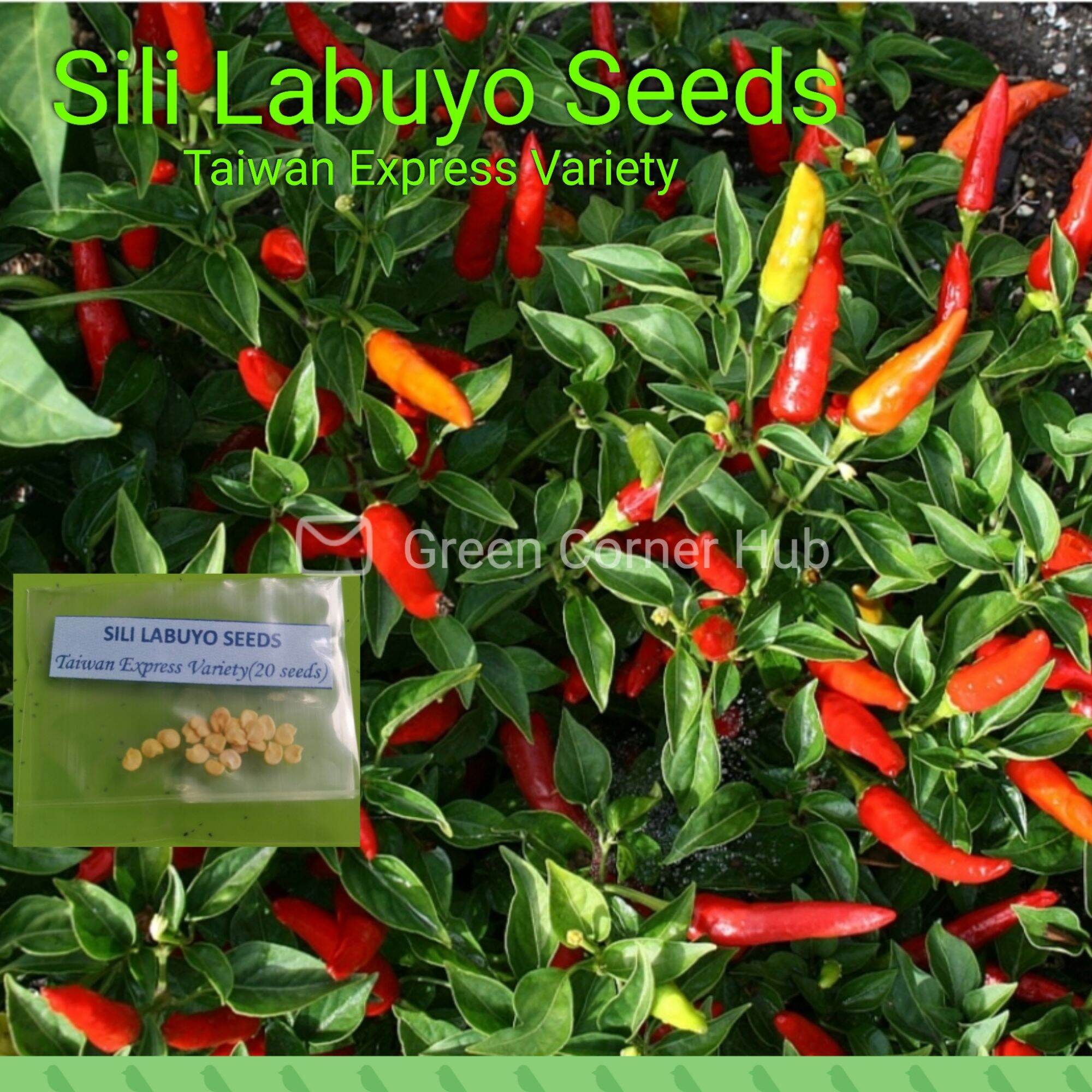 Sili Labuyo Seeds (Taiwan Express Variety) | Lazada PH