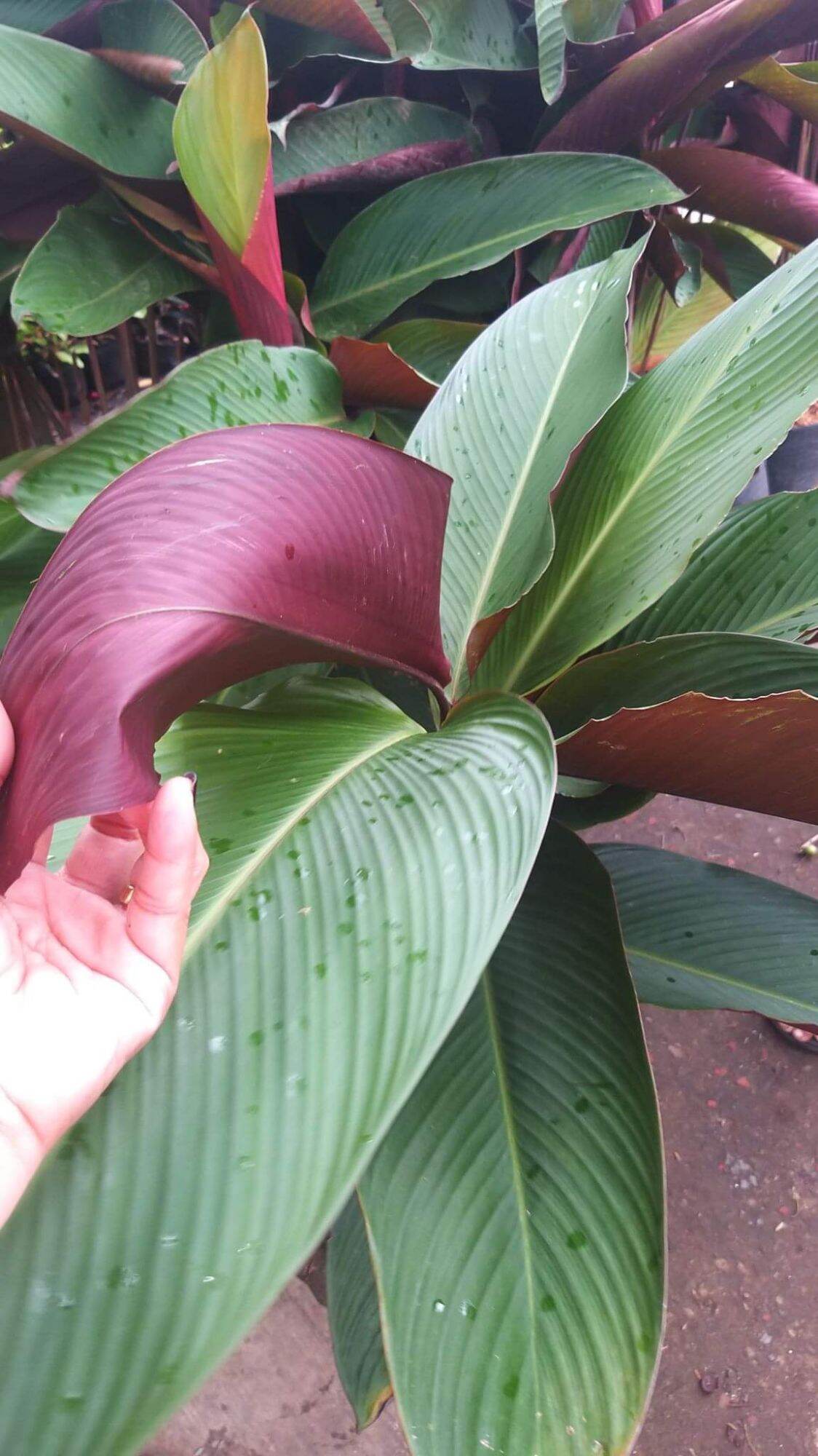 Calathea RED Lutea tobacco landscape outdoor Garden | Lazada PH
