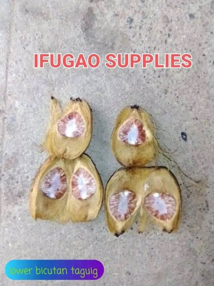 Bunga/buwa/Betel Nut 16 pcs | Lazada PH