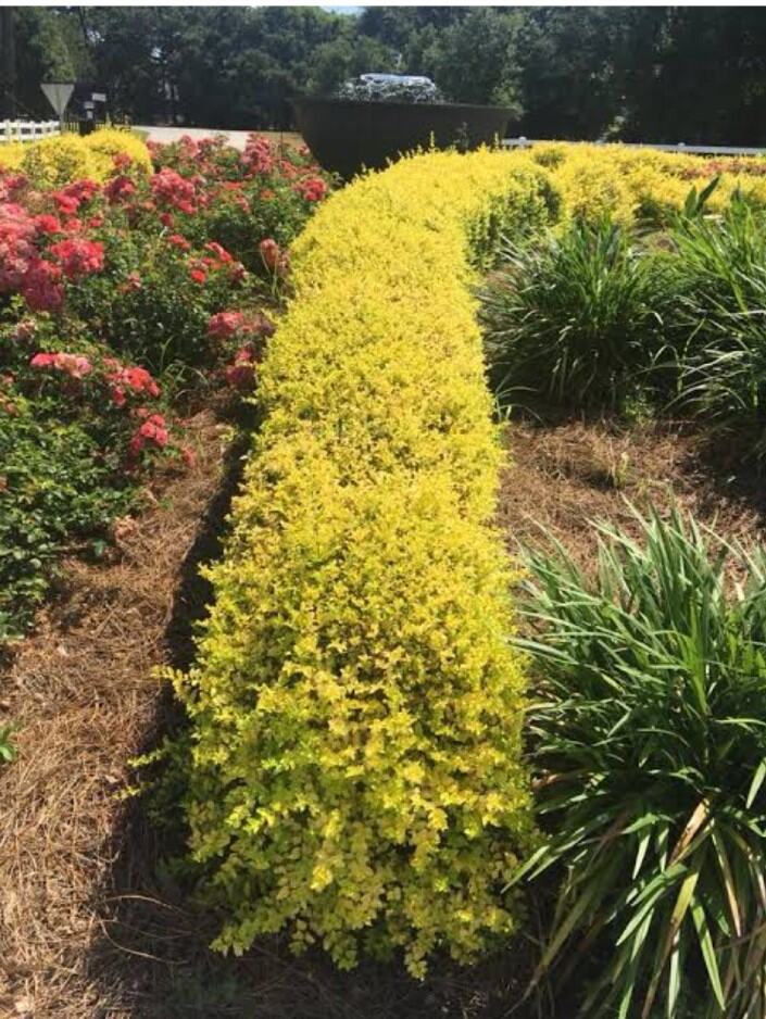 Cuphea Golden Ruby Outdoor Plant | Lazada PH