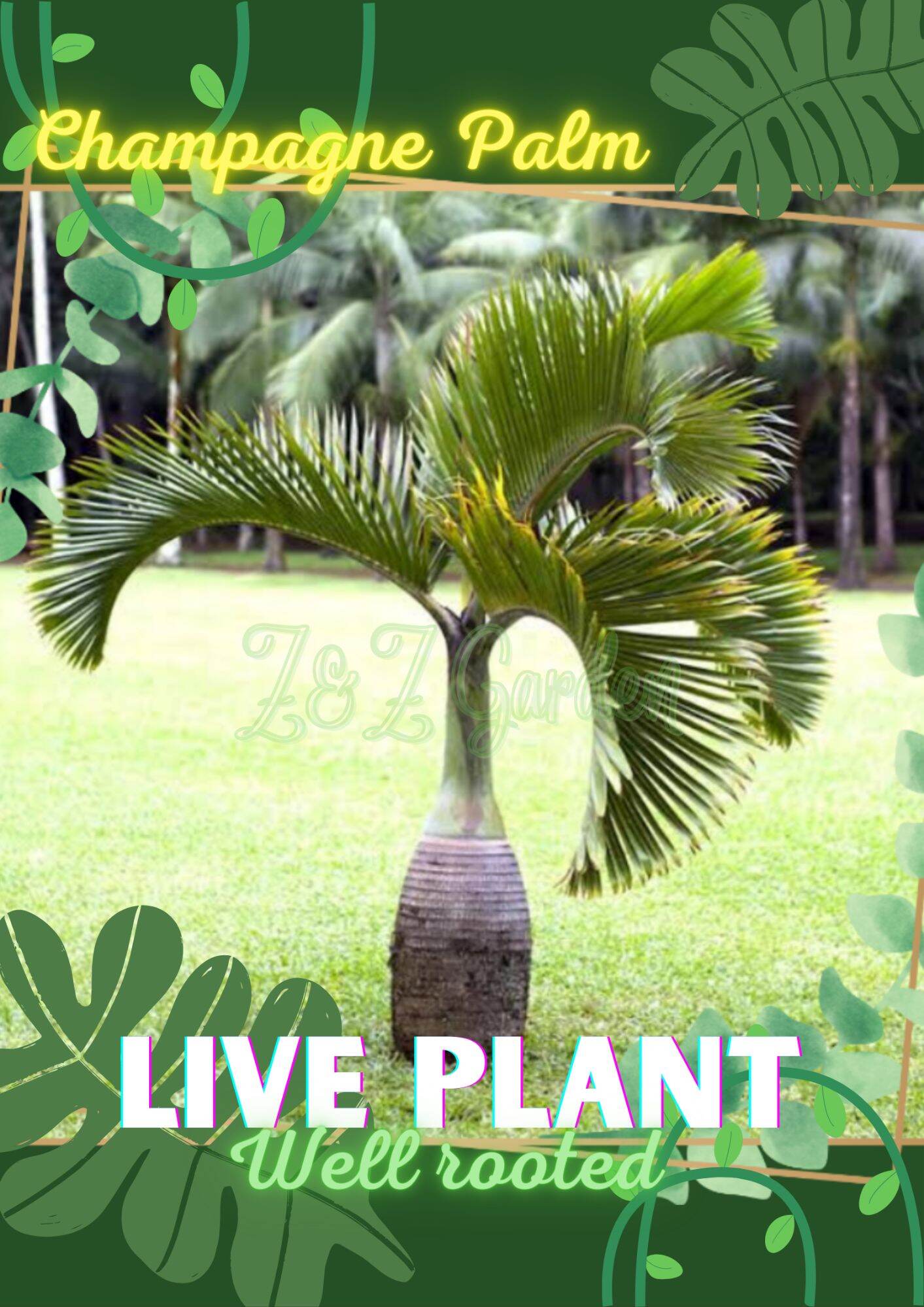 Champagne Palm Tree BUY 2 PLUS 1 FREE!!! live Plant | Lazada PH