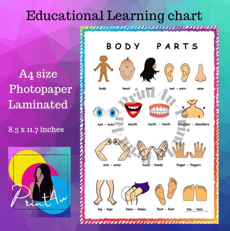 Body Parts Learning chart Laminated A4 | Lazada PH