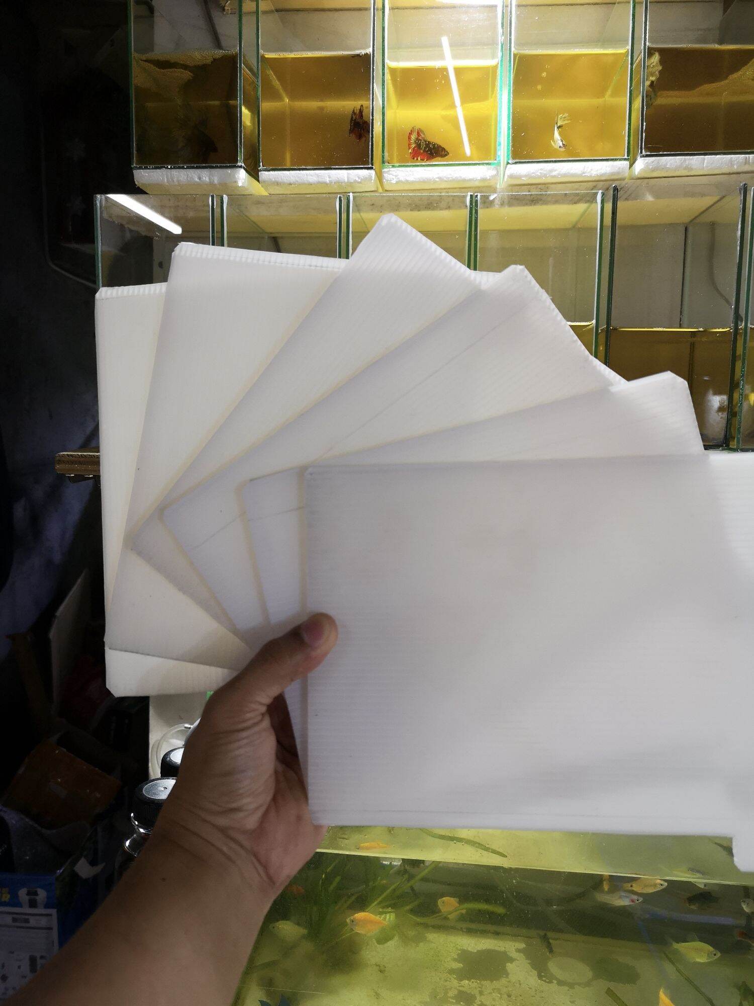 Betta Tank Divider White for 4x6x8 5 pcs | Lazada PH