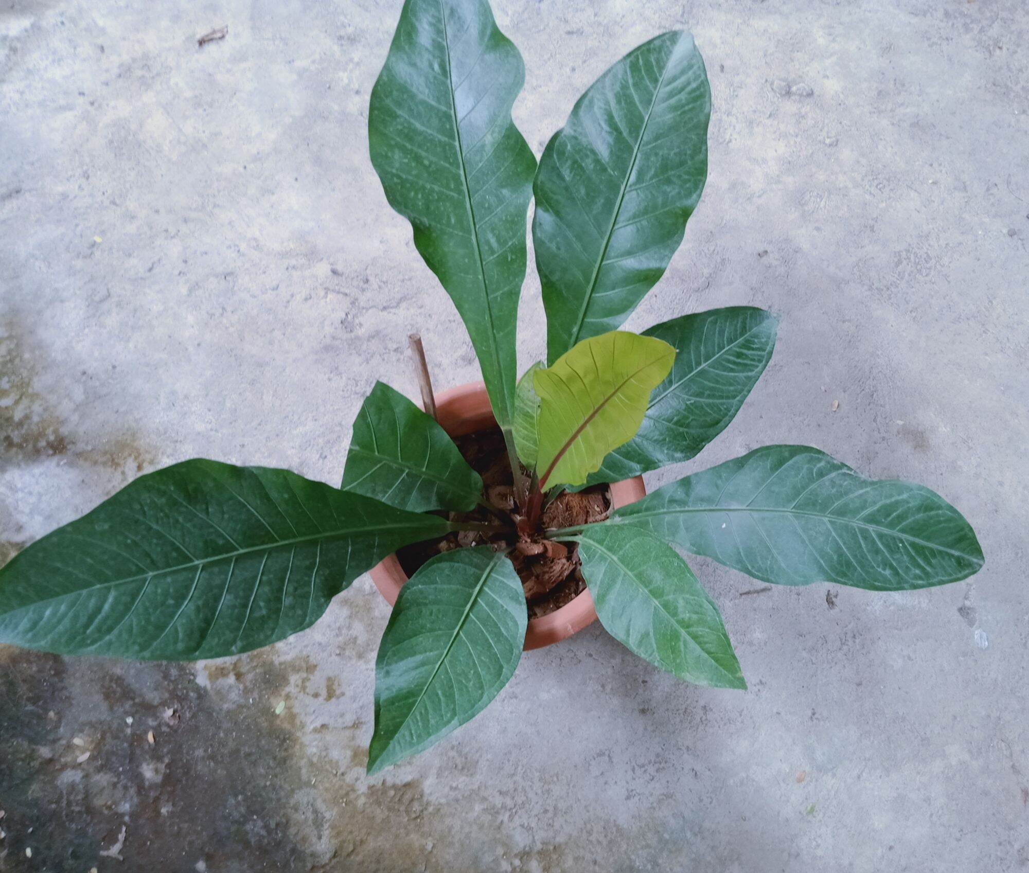 anthurium rainforest | Lazada PH