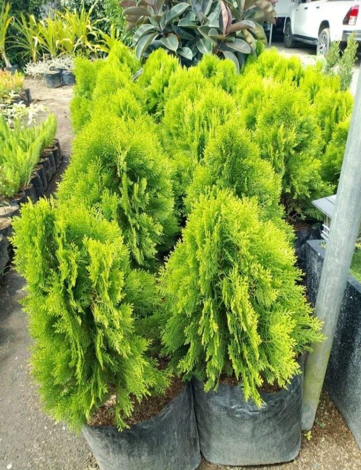 Live Plant Fan Cypress Pine Cypress Tree Cypress Plant Herbal Plant ...