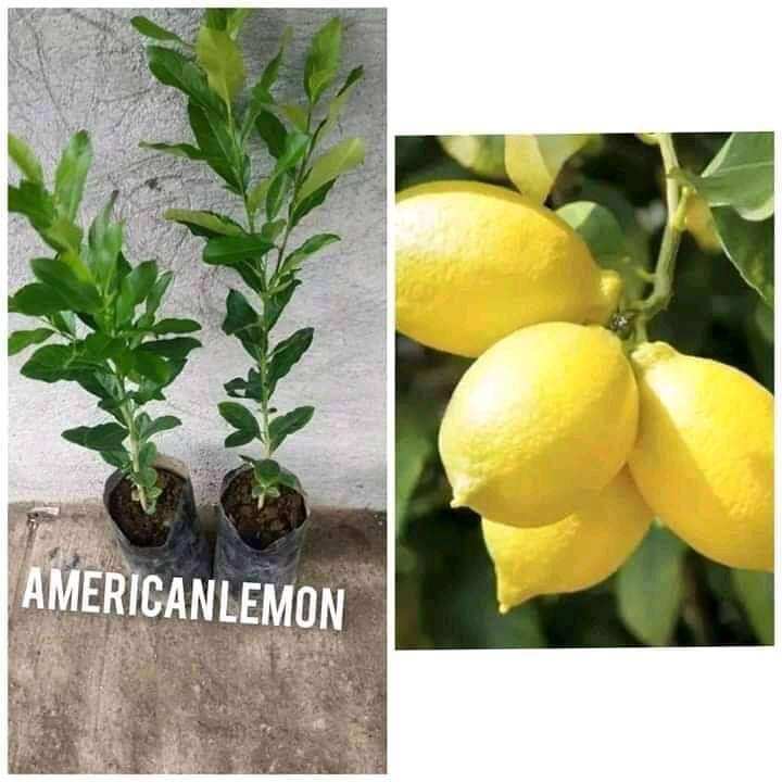 Live Plant Grafted Plant Marcoted Plant American Lemon Plant Herbal ...