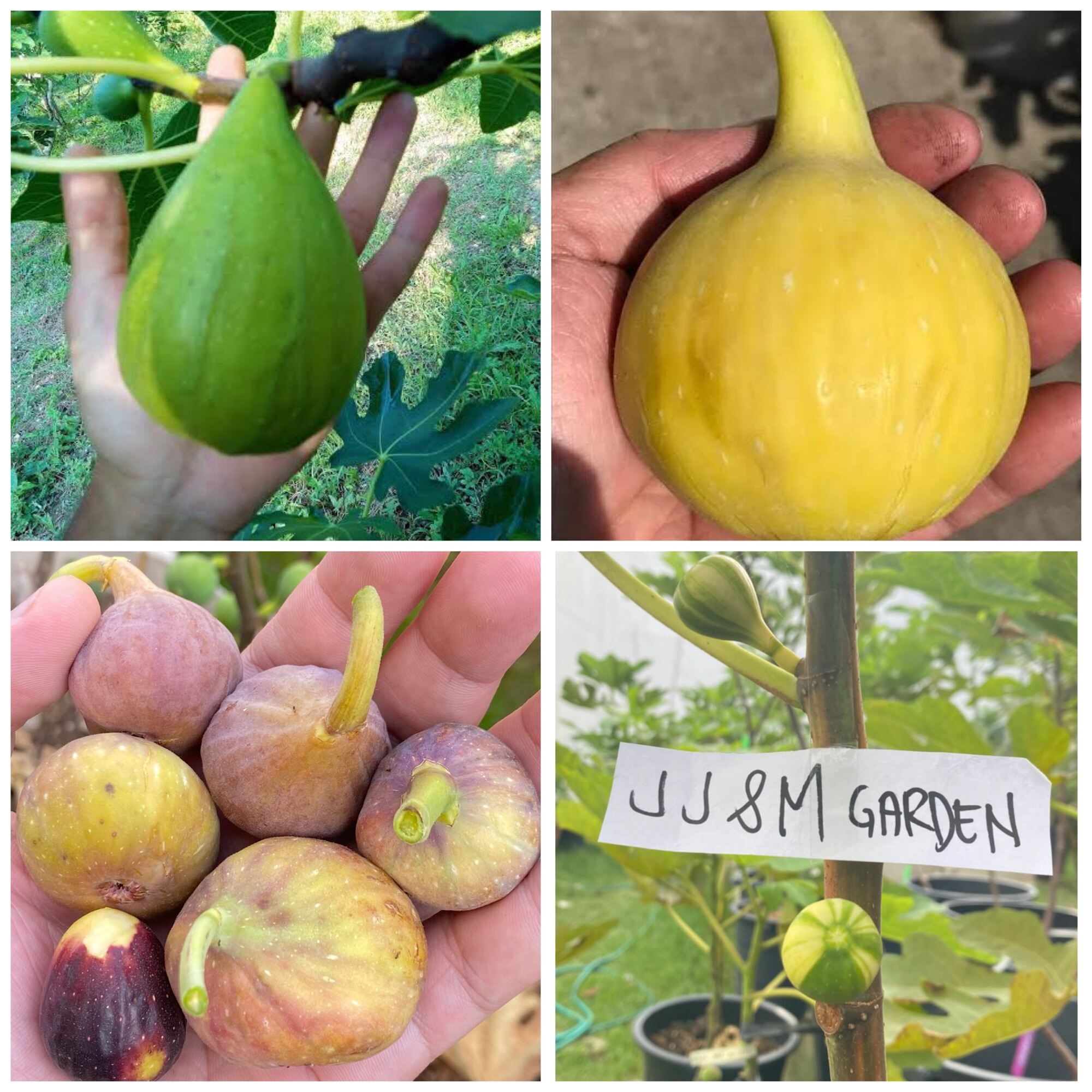 Figs 50 seeds high germination rates (Rare Varieties) | Lazada PH