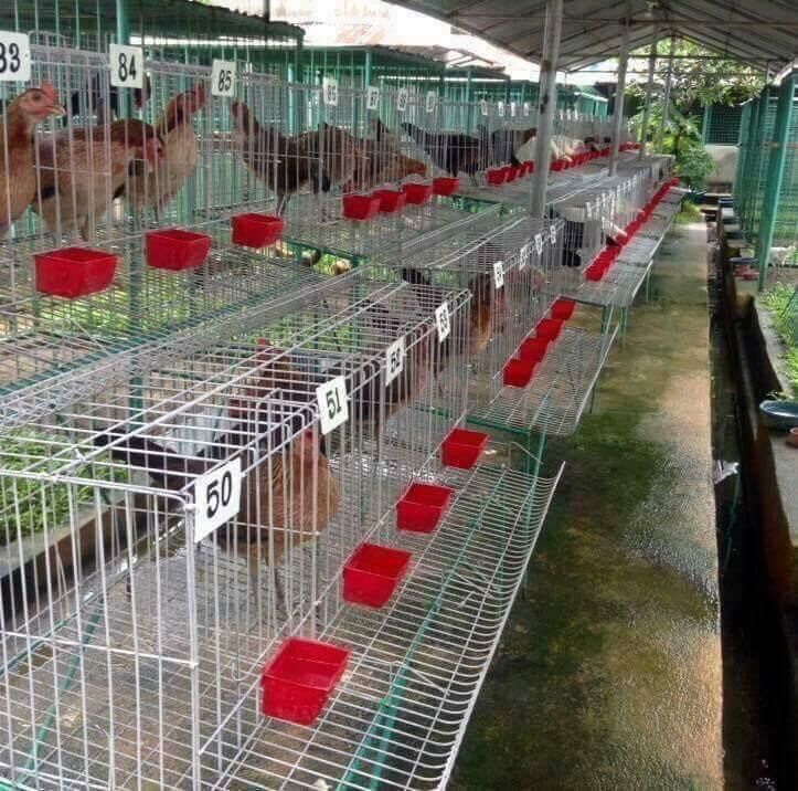 Battery Cages galvanize | Lazada PH