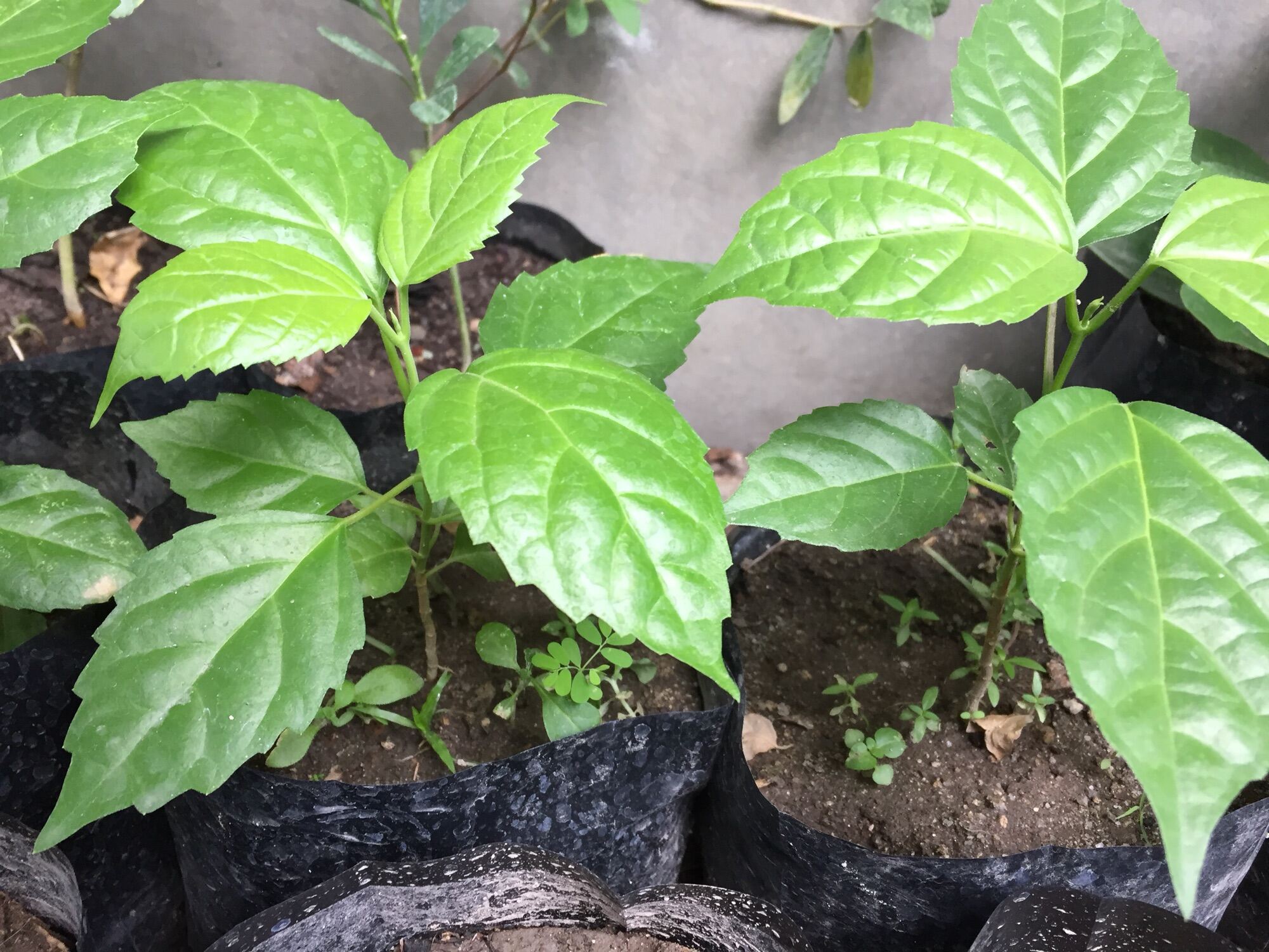 Alagaw leaves fresh-200 grams | Lazada PH