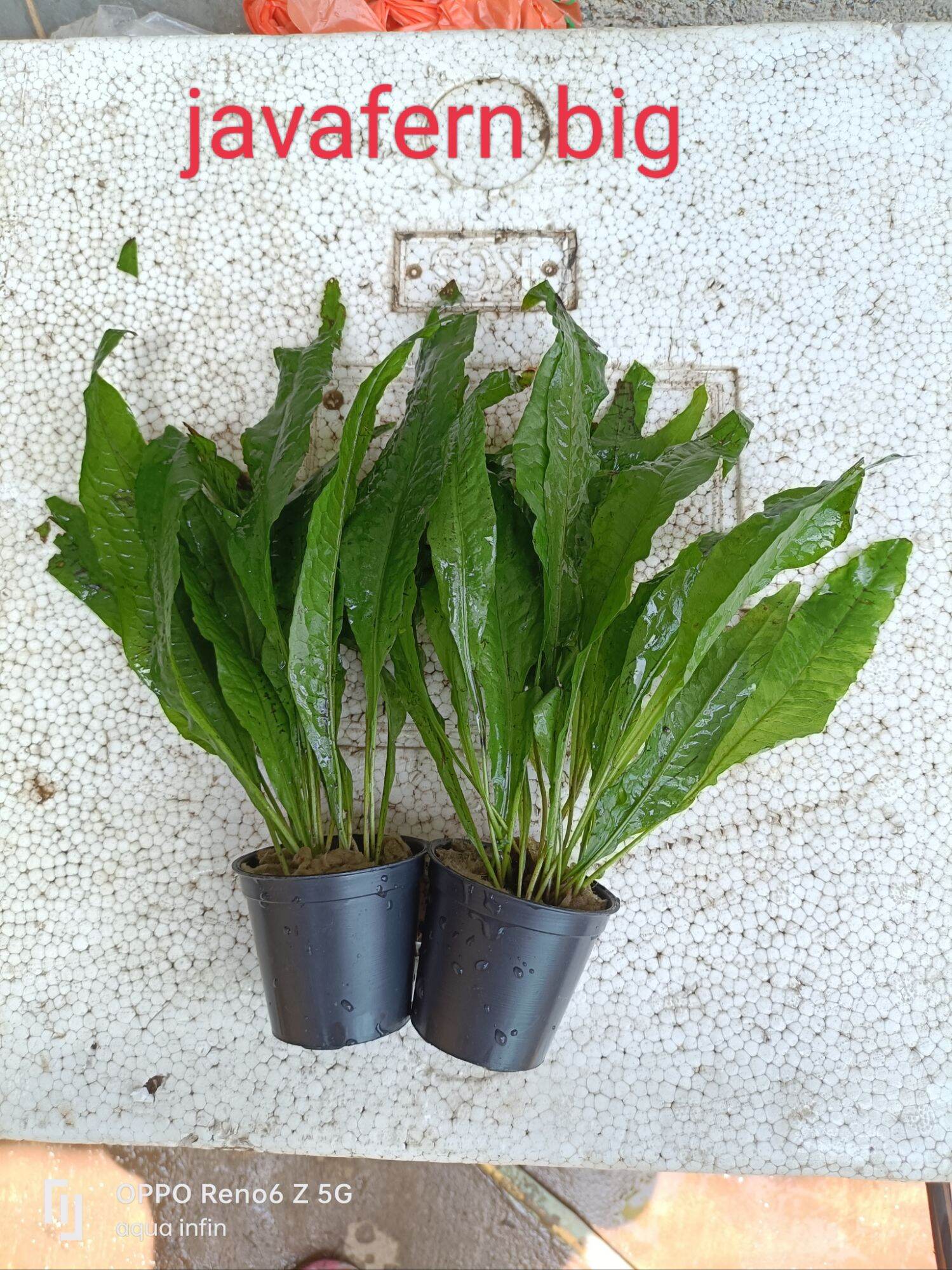 JAVAFERN java fern big / mini / narrow leaf | Lazada PH