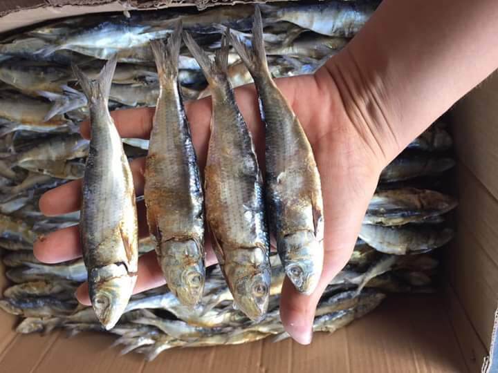 Dried fish Tuyo tamban Big size 500g 130srp | Lazada PH