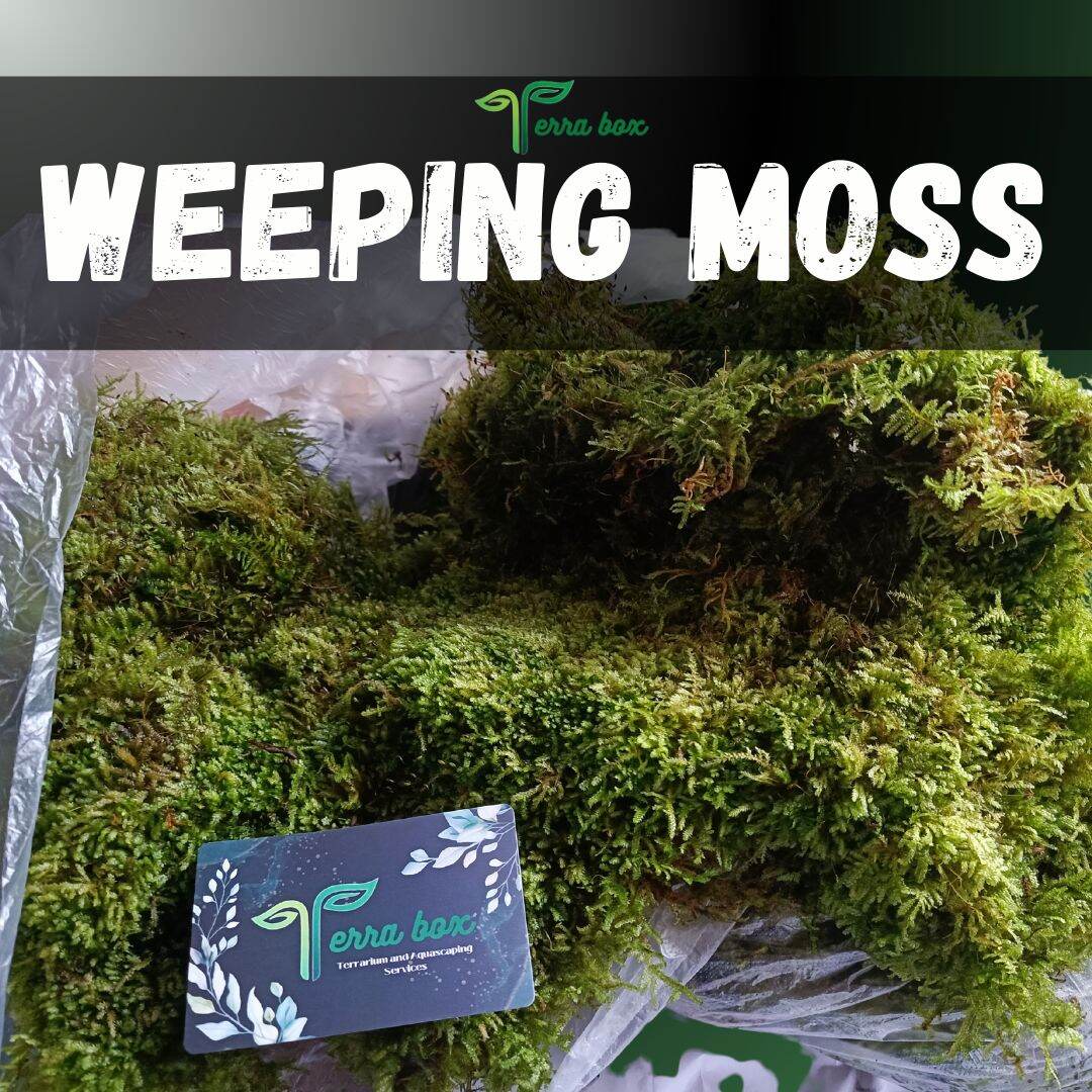 AQUATIC MOSS JAVA MOSS WEEPING MOSS RICCIA MOSS XMAS MOSS CORAL MOSS | Lazada PH