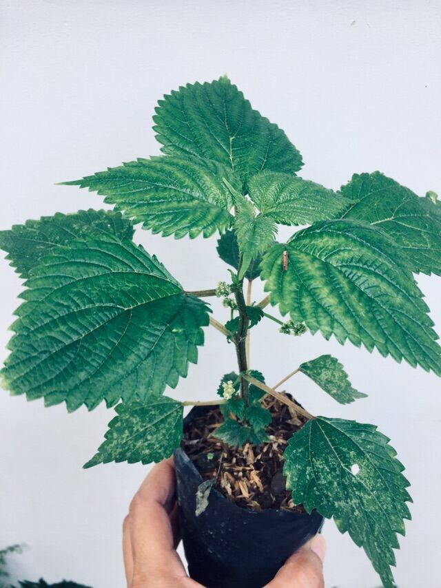 Stinging NETTLE seedlings/medicinal | Lazada PH