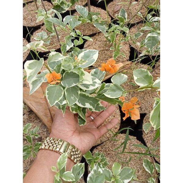 Variegated BOUGAINVILLA RARE super rare locally growth buhay na halaman ...