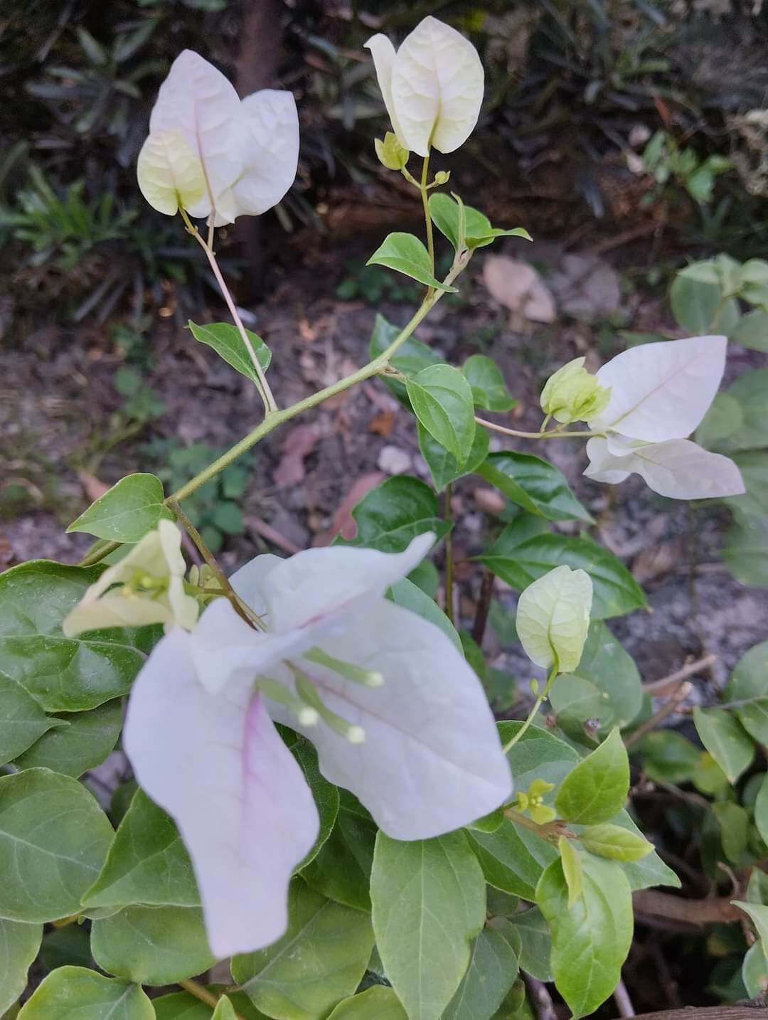 bongavilla different collor live plant [ESTABLISH] my bulaklak ndn kaya ...