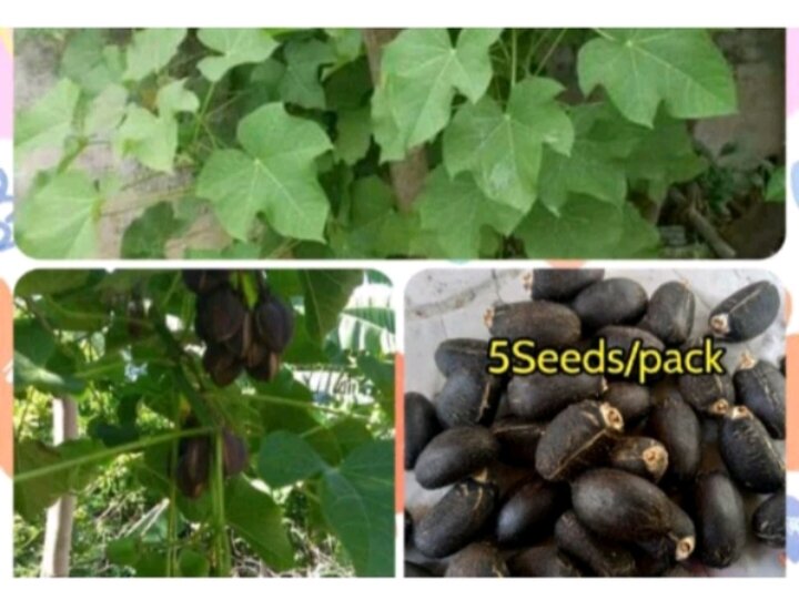 Tuba Tuba Seeds for Planting(5seeds per pack) | Lazada PH