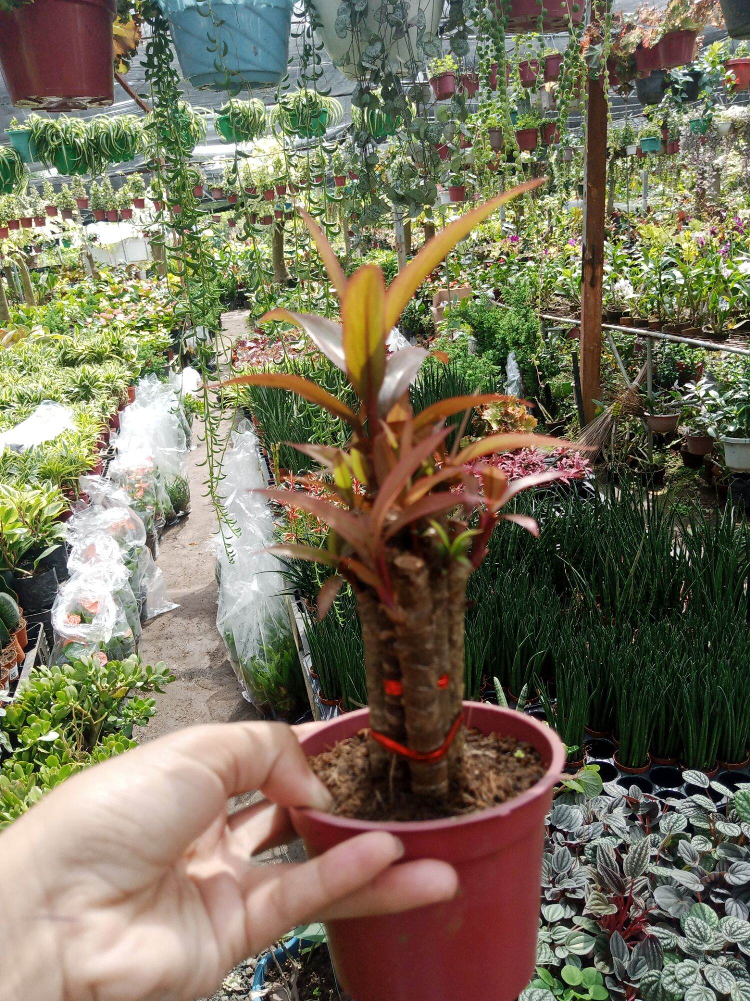 Wishing plant with FREE fertilizer | Lazada PH