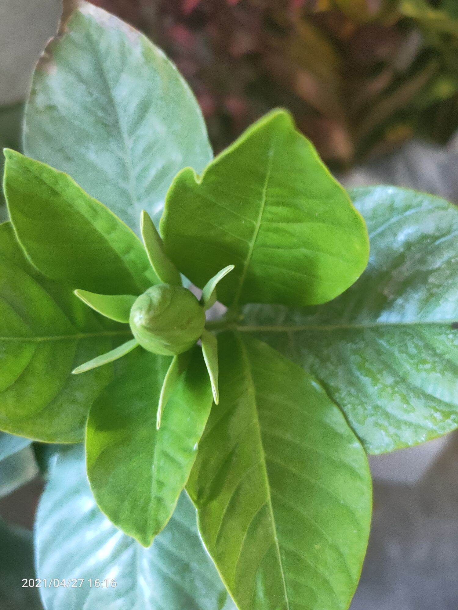 Rosal Plant (Bangkok Variety) | Lazada PH