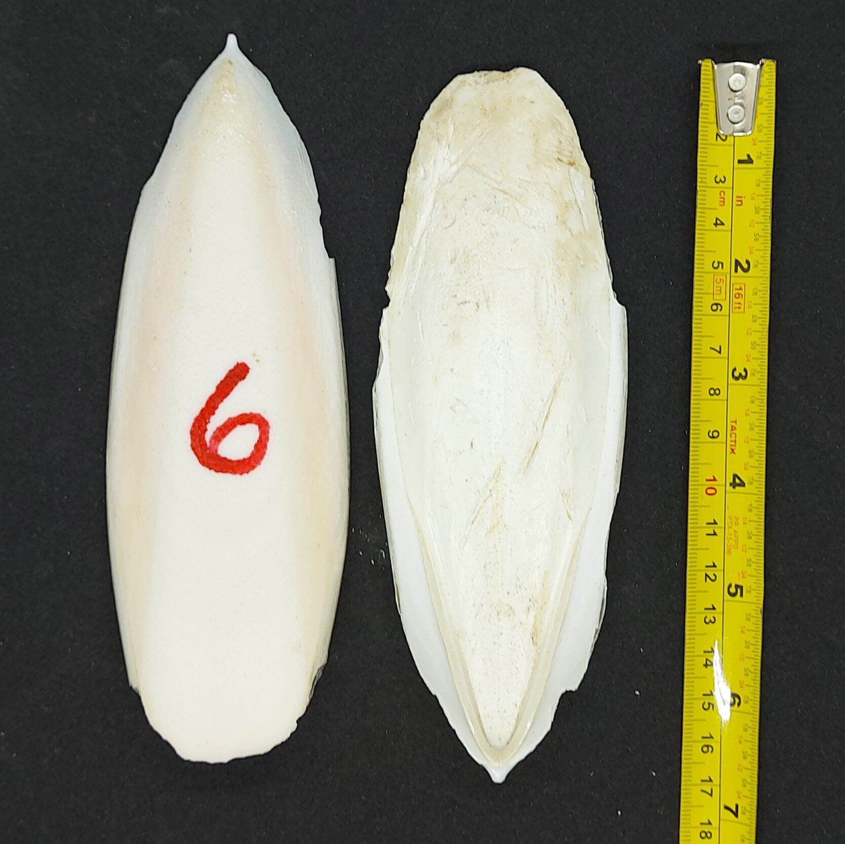 Cuttlebone (cuttle bone) for Birds (sold per piece) | Lazada PH