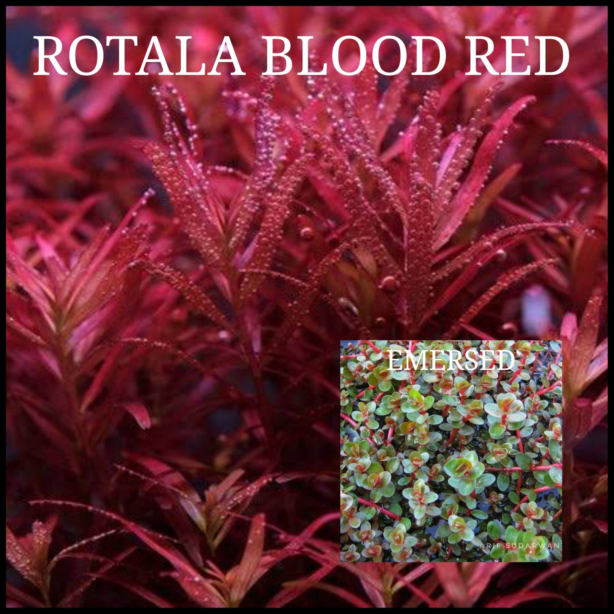 ROTALA RAMOSOIR, GOIAS, MACRANDRA TYPE 4, BLOOD RED, MAKA RED | Lazada PH