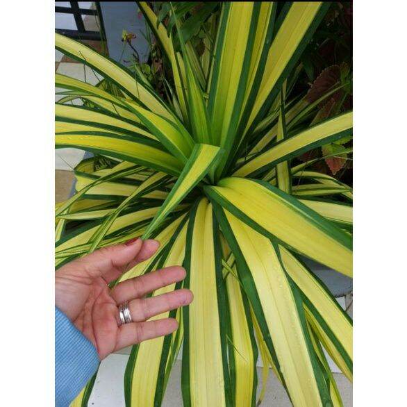 Pandanus Variegated Golden Yellow | Lazada PH