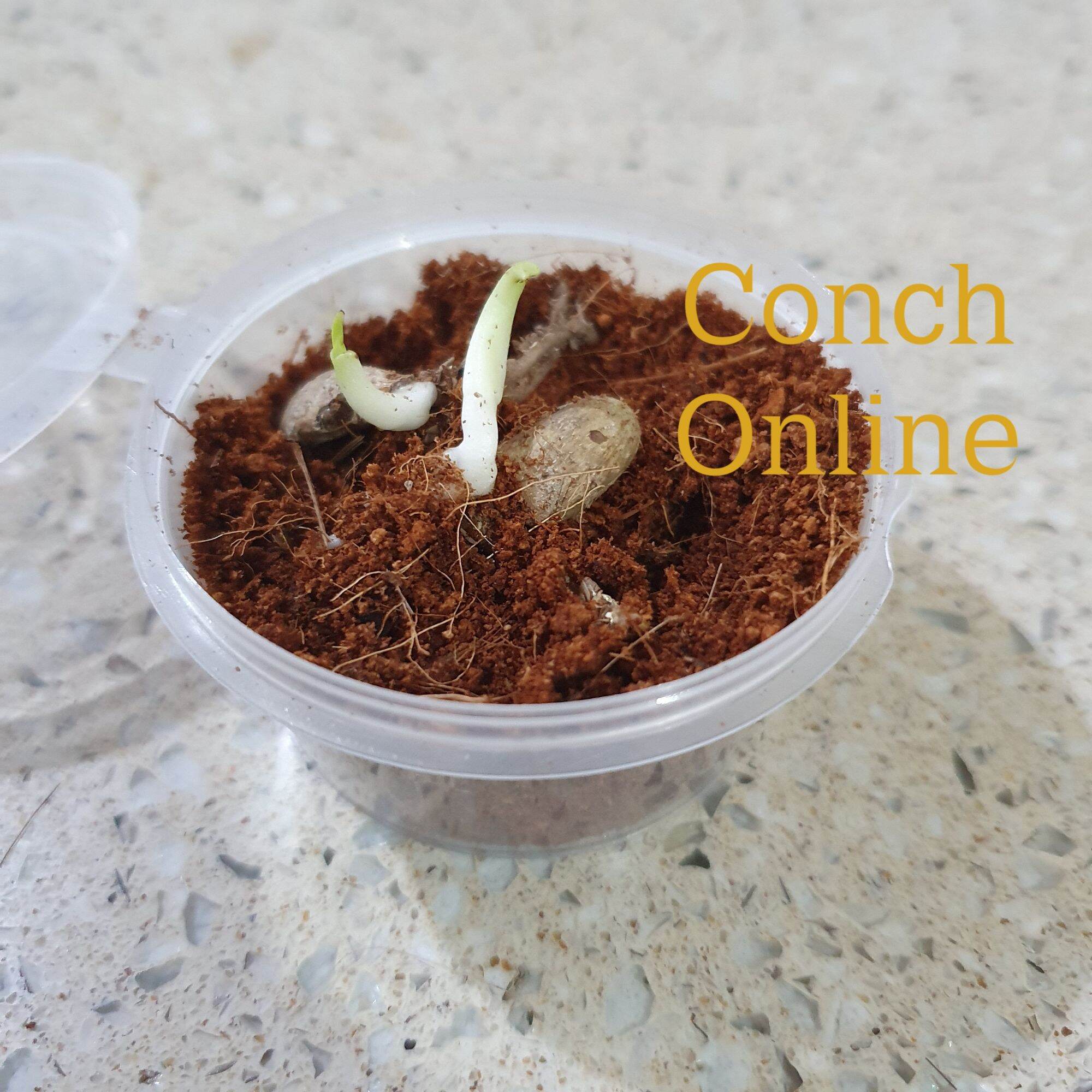 Monstera Deliciosa Seeds with Sprout Germinated