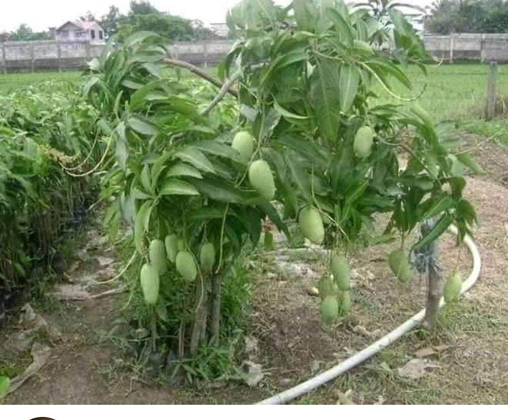 Grafted Sweet Catimon Mango Tree | Lazada PH